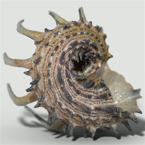 3d Model Angaria Delphinus Melanacantha Vr Ar Low Poly Cgtrader