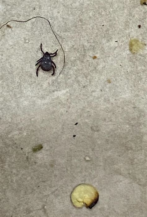 Tick Id R Whatsthisbug