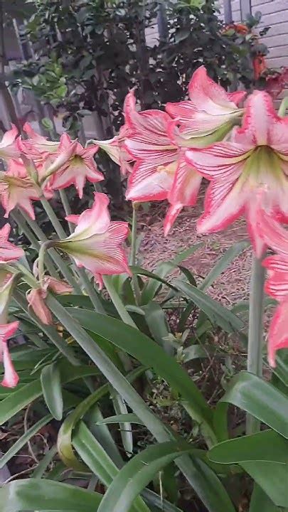 野艷孤挺花 賞花 Youtube