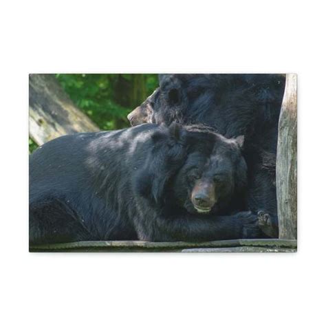 Express Your Love Ts Art Black Bear Couple Black Bear Troop