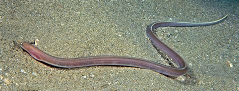 Worm Eel On The Sand фото и обои Красивая картинка Worm Eel On The Sand на рабочий стол