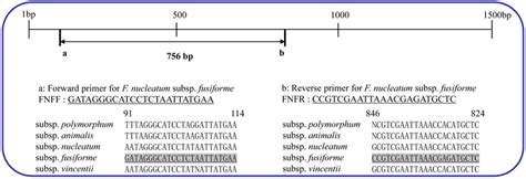 Locations And Sequences Of Species Specific Primers For The 16s Rdna Of