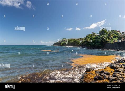 Sargasso Sea Stockfotos Und Bilder Kaufen Alamy