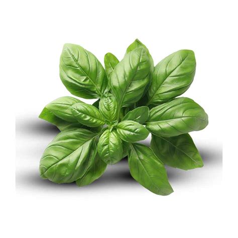 Wholesale Dried Basil Export Premium Quality And Affordable Bulk Prices