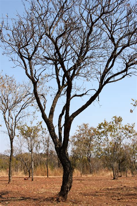 How To Determine The Age Of A Tree Steps With Pictures