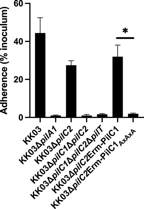 The Kingella Kingae Pilc1 Midas Motif Is Essential For Type Iv Pilus Adhesive Activity And