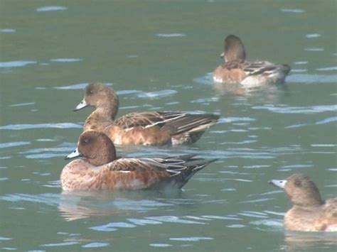 シベリアから日本へ越冬のため渡り鳥のヒドリガモが飛来 パートナー見つけて春には大陸方面へ 東海テレビNEWS