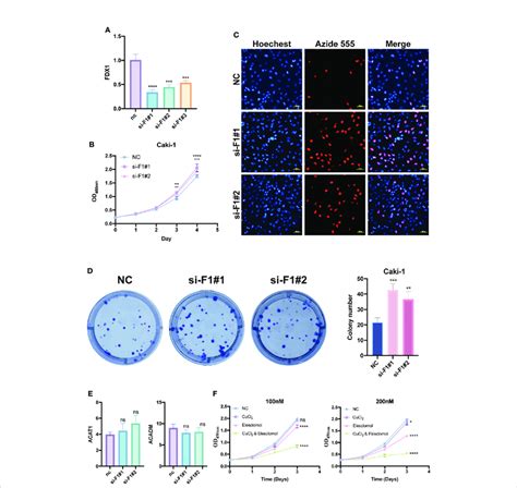 Proliferation Functional Validation Of Fdx1 And Validation Of Download Scientific Diagram