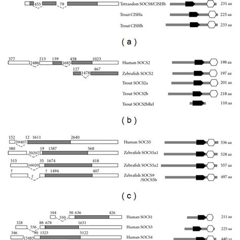 Gene Organisation And Domain Structure Of Cish A Socs2 B Socs5