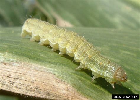 Old World Bollworm Cotton Bollworm Helicoverpa Armigera Hübner