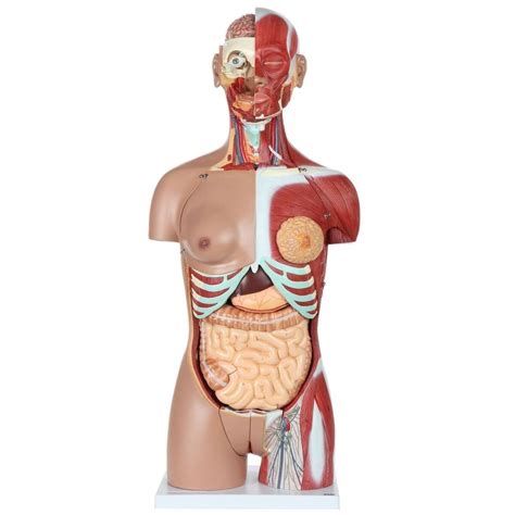 Axis Scientific 28 Part Human Torso Model With Muscles Detailed Dual