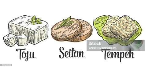 채식과 채식 음식을 설정 합니다 두 부 Seitan Tempeh입니다 벡터 컬러 빈티지 새겨진된 그림 흰색 배경에 고립 세이탄에