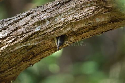 Red Breasted Nuthatch Building Its Nest In A Tree Hole Stock Photo Image Of Birdwatching