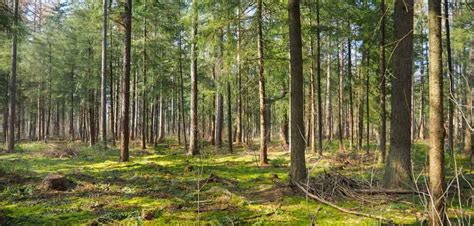 Tree Identification In Winter Triangle Gardener Magazine