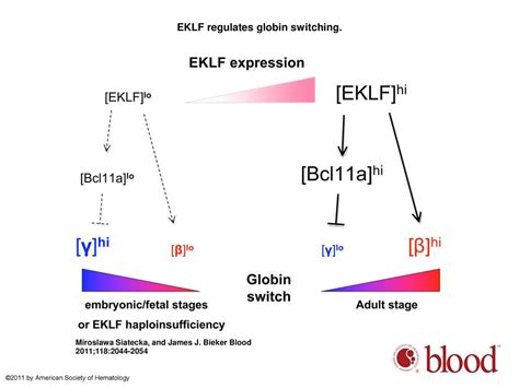 The Multifunctional Role Of Eklf Klf1 During Erythropoiesis Ppt Download