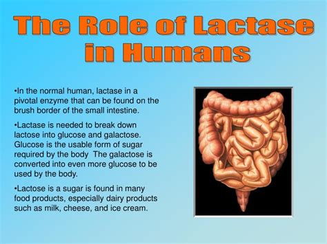Where Is Lactase Produced At Patricia Mahmood Blog