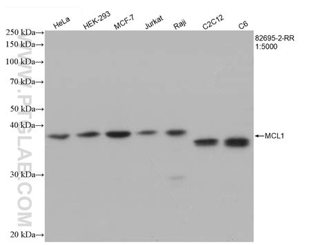 Mcl1 Antibody 82695 2 Rr Proteintech