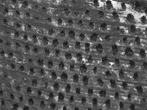 Capture 0 As Provided By The Multispectral Camera One Image For Each Download Scientific