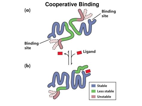Ppt Protein Function Binding Powerpoint Presentation Free Download Id 3561937