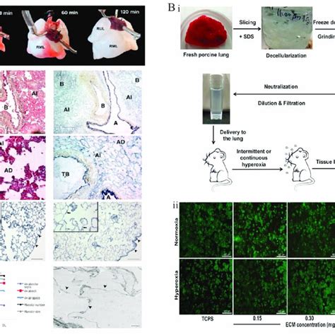 Functional Decellularized Extracellular Matrix In Respiratory Organs