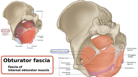 Obturator Fascia Youtube