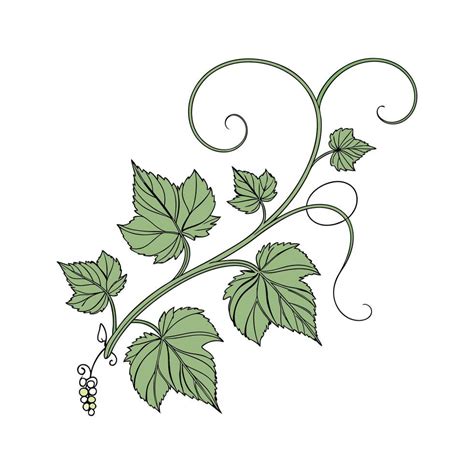 Drawn Vine Pattern Vector Art Icons And Graphics For Free Download