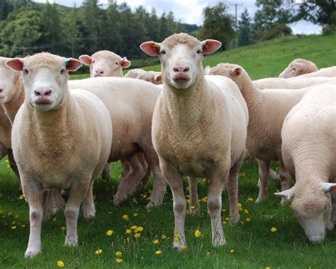 Dorset Sheep Flock — Home Farm Dulas