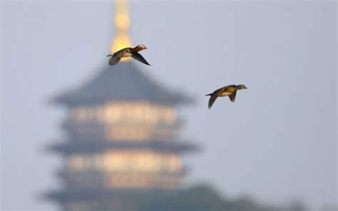 顾城门前原文及赏析诗歌精选 烟雨客栈