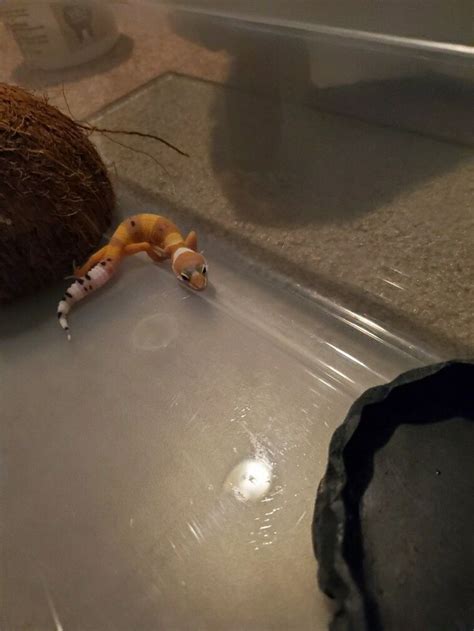 Cotton Candy Leopard Gecko