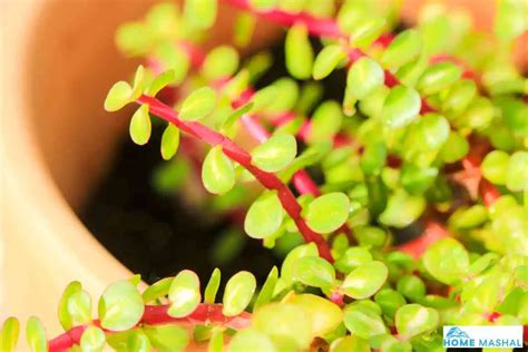 20 Popular Types Of Trailing Succulents With Photos