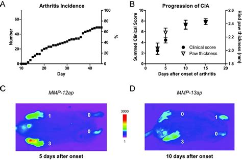 In Vivo Imaging Of Matrix Metalloproteinase 12 And Matrix Metalloproteinase 13 Activities In The