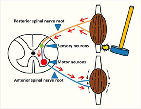 Spinal Cord And Reflex Arc Reflex Actions And Reflex Arc