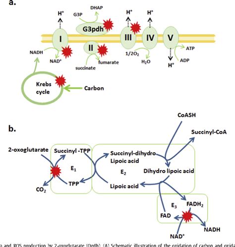 Figure 1 From Induction Of Mitochondrial Reactive Oxygen Species
