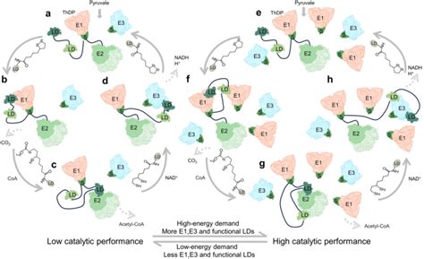 A Catalytic Performance Regulation Model Of The Pdc A D Schematic Download Scientific