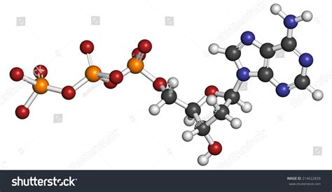 Deoxyadenosine Triphosphate Datp Nucleotide Molecule Dna Stock