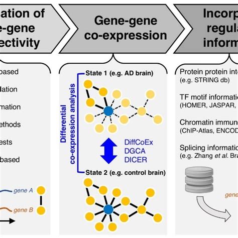 Schematic Overview Showing The Workflow For Gene Network Inference