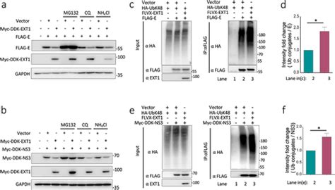Full Article Dual Roles Of Exostosin Glycosyltransferase 1 In Zika