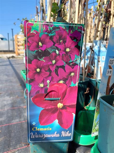 Клематис (Clematis 'Warszawska Nike') | Разсадник Манчеви