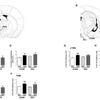 C Fos Expression In Hypothalamic Nuclei Of Both SHAM And SDA Rats Rat Download Scientific
