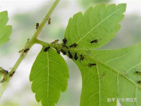 家博园艺夏季庭院植物常见病虫害怎么预防和治疗 知乎