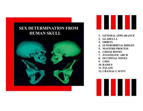 Sex Determination From Skull Pdf