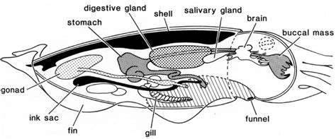Cuttlefish Anatomy