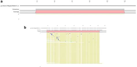 Read Mapping Against A Representative Amplicon From B Pseudomallei At Download Scientific