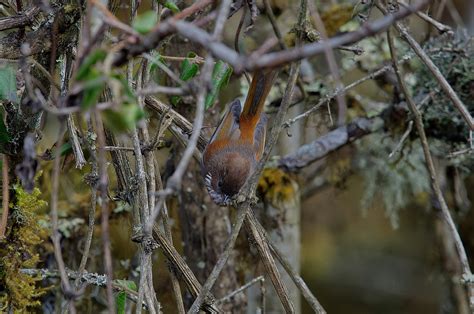Коричневая фульветта, Fulvetta ludlowi, Ludlow's Fulvetta | Flickr