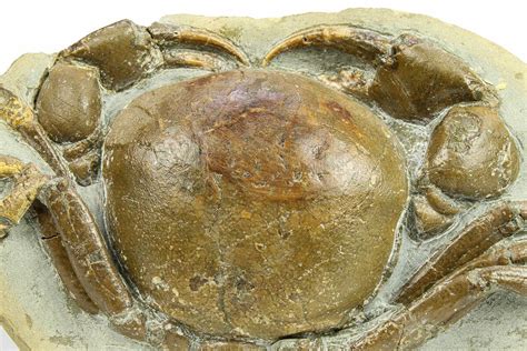5 7 Miocene Fossil Crab Tumidocarcinus New Zealand 302201 For Sale