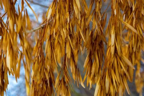 Premium Photo Photo Of Seed Of The Tree In Winter