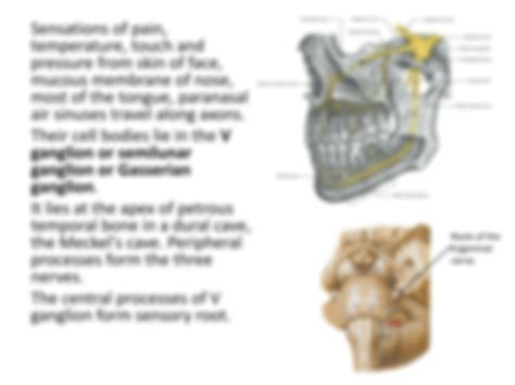 Solution Trigeminal Nerve V Studypool