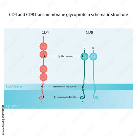 Cd4 And Cd8 Transmembrane Glycoprotein Schematic Structure Scientific Diagram Illustration