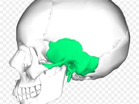 Temporal Bone Dysfunction Vertigo Migraines Body Wisdom CranioSacral Therapy