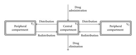 Schematic Representation Of A Three Compartment Model Download Scientific Diagram